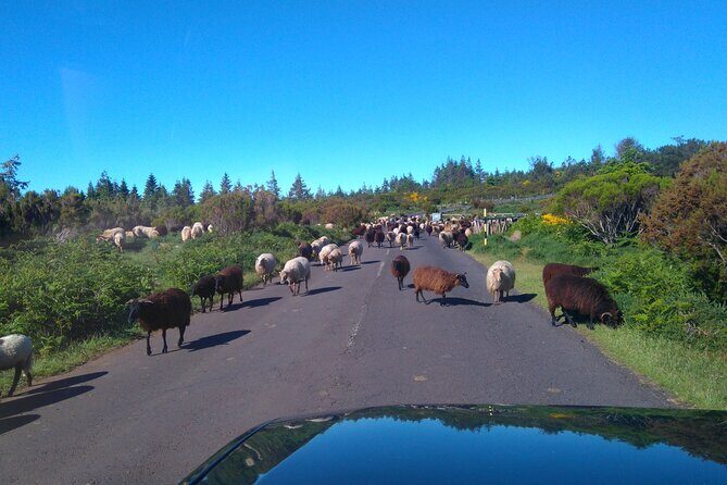 Half Day Jeep Safari Tour at Pico Areeiro and Santo da Serra - Who Is This Tour Best For?