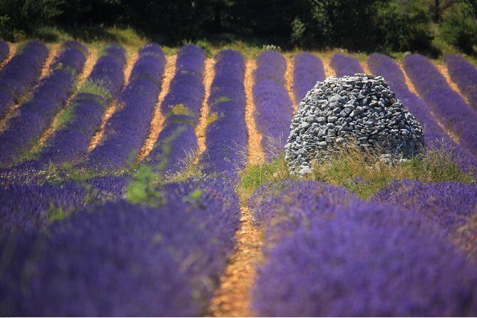Half Day Lavender Road in Sault from Avignon - Exploring the Itinerary: What to Expect