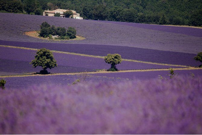 Half Day Lavender Road in Sault from Avignon - Who Should Book This Tour?