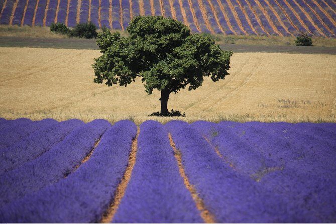 Half Day Lavender Road in Sault from Avignon - Final thoughts