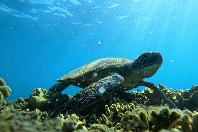 Half Day Low Island and Lagoon Snorkeling from Port Douglas - Key Points