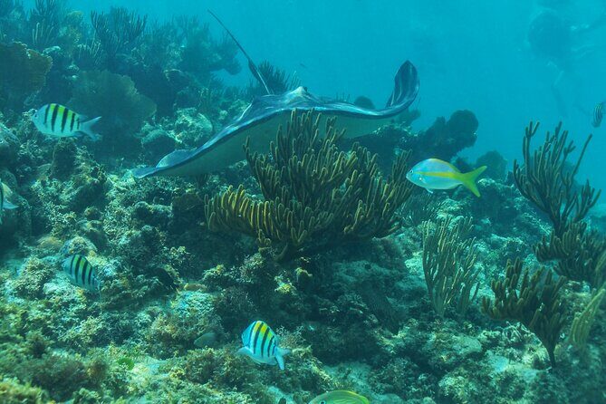 Half-Day Luxury Sailing Experience in Tulum with Open Bar - Who Is This Tour Best For?  