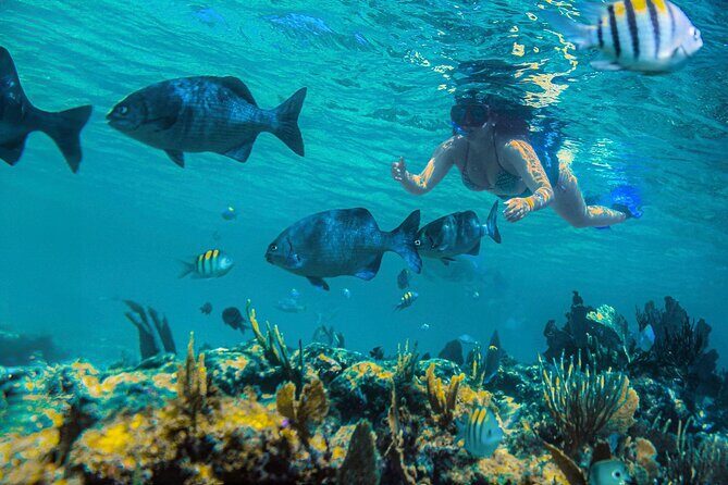 Half-Day Luxury Sailing in Puerto Morelos with Open Bar - The Sum Up