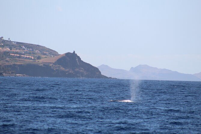 Half Day Madeira Island Cruise with Lunch - A Deep Dive into the Madeira Island Cruise Experience