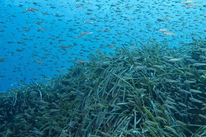 Half-Day Malaga Small-Group Hiking and Snorkeling Tour - The Sum Up