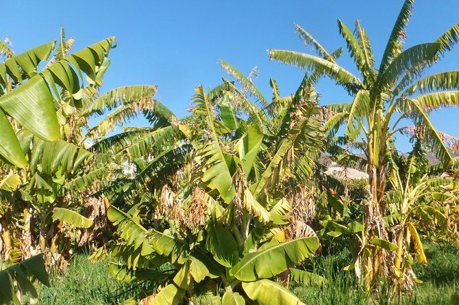 Half-Day Malaga Small-Group Hiking and Snorkeling Tour - FAQ