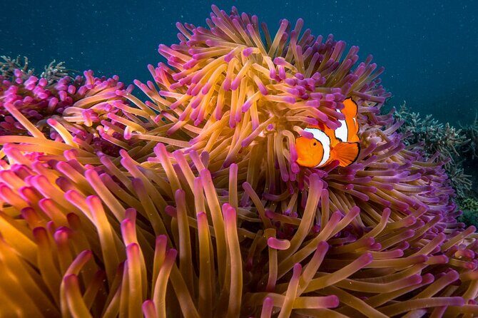 Half Day Morning Adventure - Fitzroy Island Return Ferry Included - The Experience: What Travelers Say and Why It Works