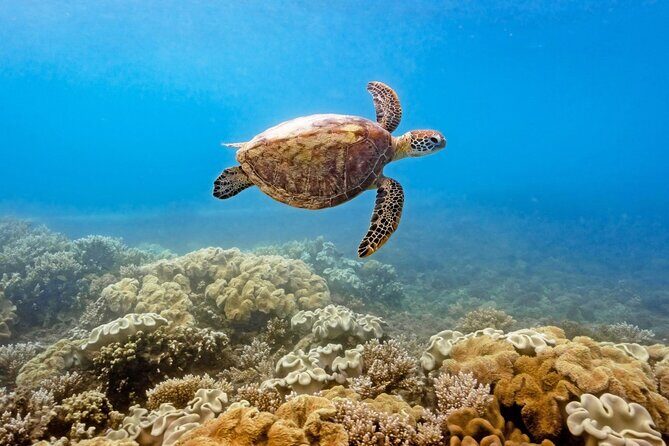 Half Day Morning Adventure - Fitzroy Island Return Ferry Included - Final Thoughts: Is It the Right Choice for You?