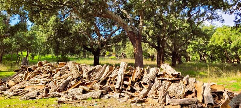 Half-Day Mountain Jeep Safari with firewater tasting - Is This Tour Worth the Price?