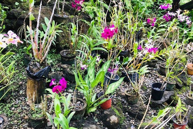 Half Day Nadi Sightseeing & Mud Pool Tour - The Sum Up