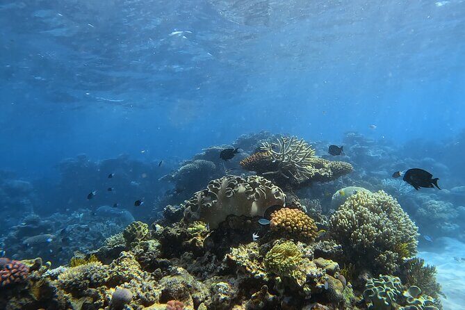 Half Day Outer Reef Snorkelling Tour from Port Douglas - Key Points