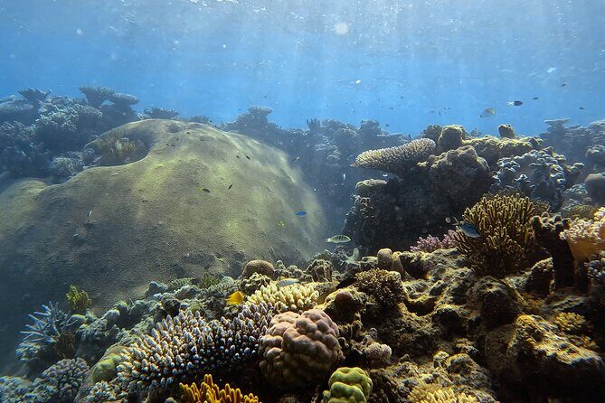 Half Day Outer Reef Snorkelling Tour from Port Douglas - Why Choose This Tour? A Deep Dive