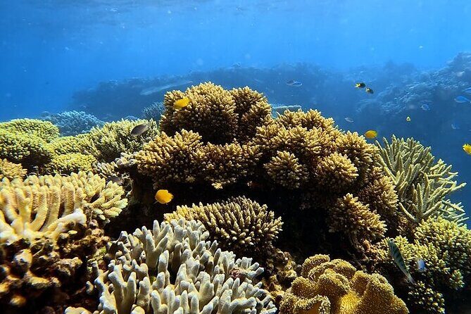 Half Day Outer Reef Snorkelling Tour from Port Douglas - FAQ