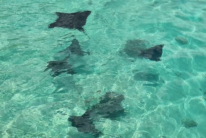 Half Day Private Boat Snorkeling Excursion Moorea - Practical Considerations and Value
