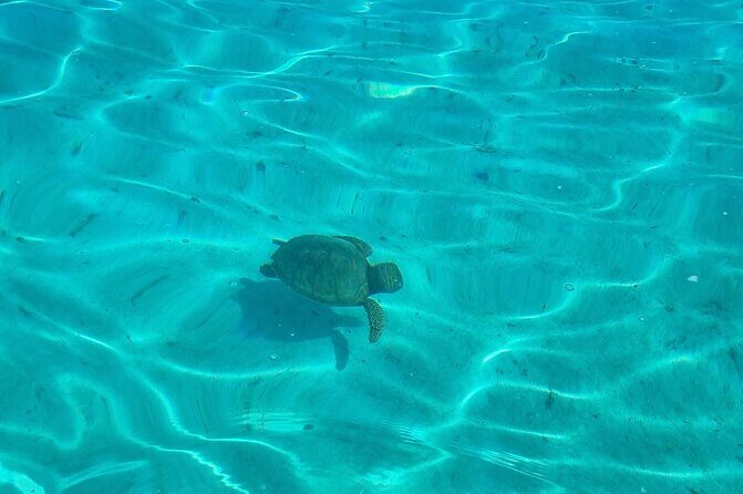 Half Day Private Boat Snorkeling Excursion Moorea - Who Should Consider This Tour?