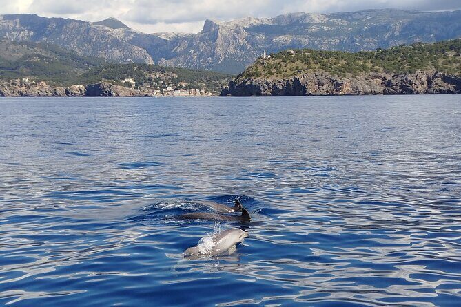 Half day private boat trip in Port de Soller - An in-depth look at what this boat trip offers