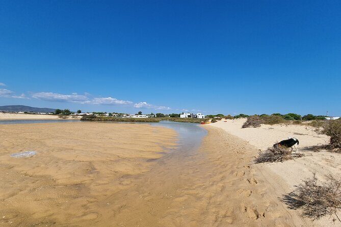 Half-Day Private Guided Kayak Island Tour - The Sum Up