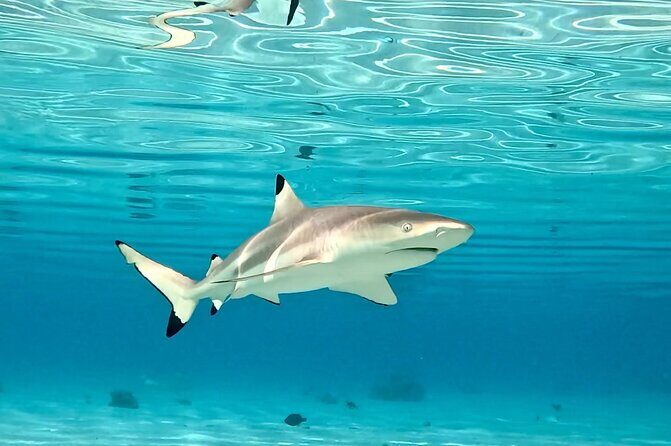 Half Day / Private Lagoon Adventure in Mo'orea - Who Should Book This Tour?