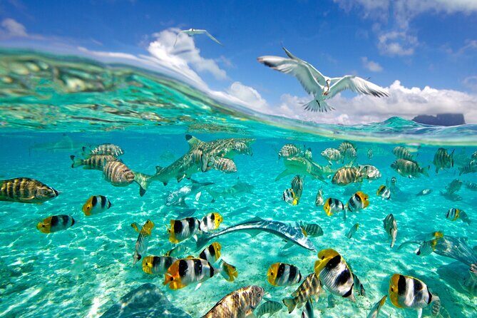 Half Day Private Lagoon Snorkeling Experience - Frequently Asked Questions