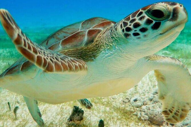 Half Day Private Snorkeling with Turtles and Majestic Cenotes - Introduction