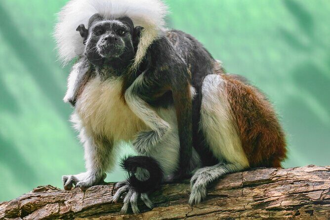 Half Day Private Tour of Akumal Monkey Sanctuary - Who Would Love This Experience?