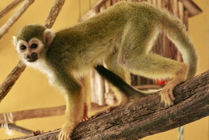 Half Day Private Tour of Akumal Monkey Sanctuary - Final Thoughts