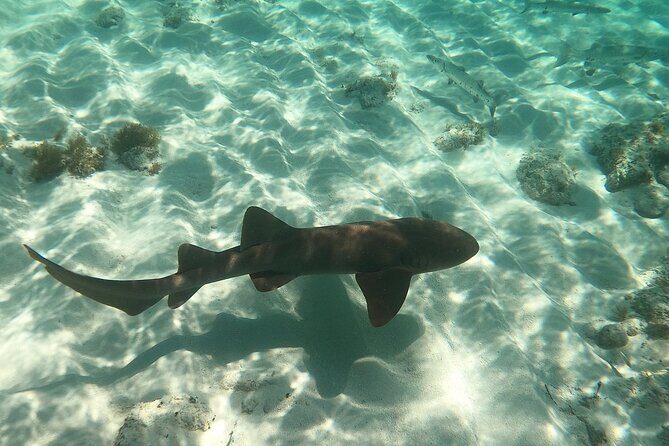 Half Day Private Tour to Islamorada Alligator Reef and Sandbar - Key Points