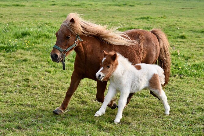Half Day Private Tour with Puffins, Ponies and Past Shetland - An In-Depth Look at the Shetland Tour Experience