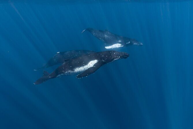 Half Day Private Whale Watching in Moorea - What Makes This Tour Stand Out
