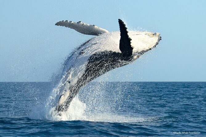 Half Day Private Whale Watching in Moorea - Who Would Love This Tour?
