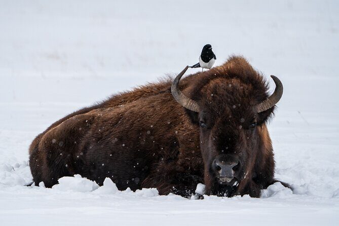 Half Day Private Wildlife Photography Tour in Yellowstone - Who Should Book This Tour?