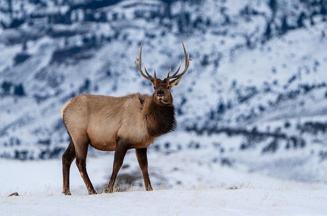 Half Day Private Wildlife Photography Tour in Yellowstone - FAQ