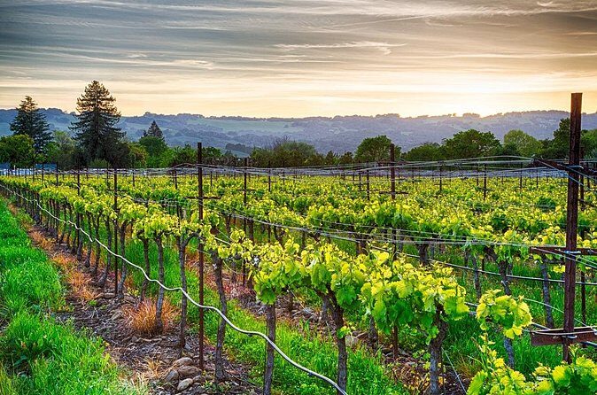 Half Day Private Woodinville Wine Tour from Seattle - Deep Dive into the Experience