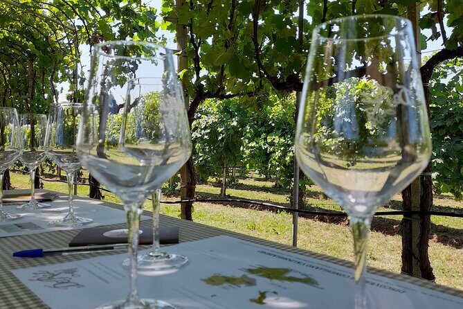 Half Day Prosecco Tour All Inclusive from Conegliano - An In-Depth Look at the Prosecco Tour Experience