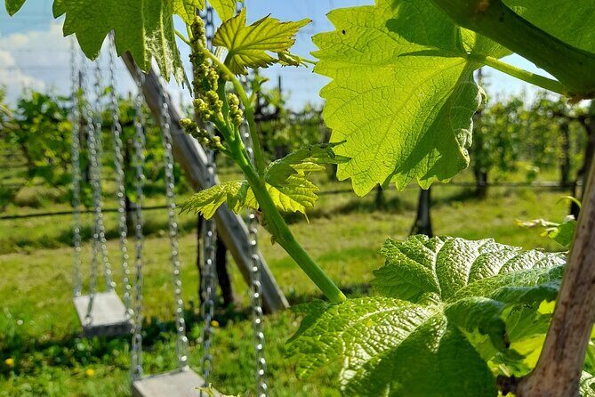 Half Day Prosecco Tour All Inclusive from Conegliano - The Sum Up: Who is This Tour Best For?
