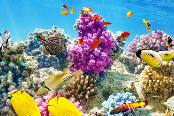 Half-Day Puerto Morelos Snorkeling Experience with Lunch - Insights From Past Participants