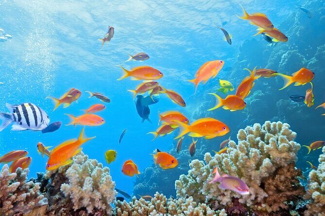 Half-Day Puerto Morelos Snorkeling Experience with Lunch - Final Thoughts