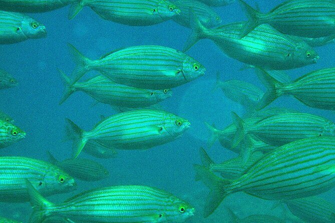 Half-Day Sailing Excursion - The Authentic Experience, As Touted by Travelers