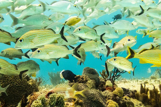 Half-Day Scuba Diving in Playa del Carmen for Small-Group - Key Points