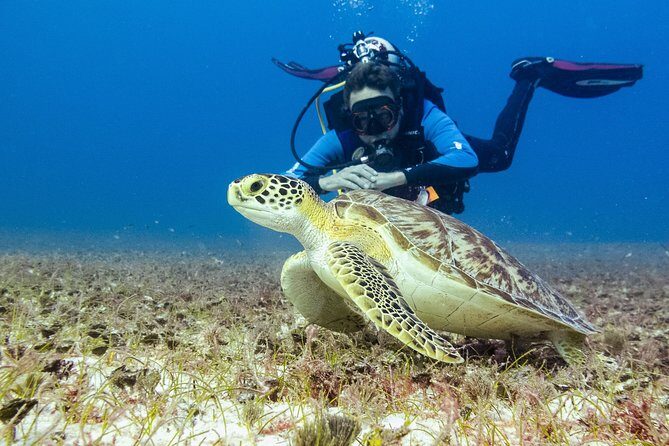 Half-Day Scuba Diving in Playa del Carmen for Small-Group - What You Need to Know Before Booking