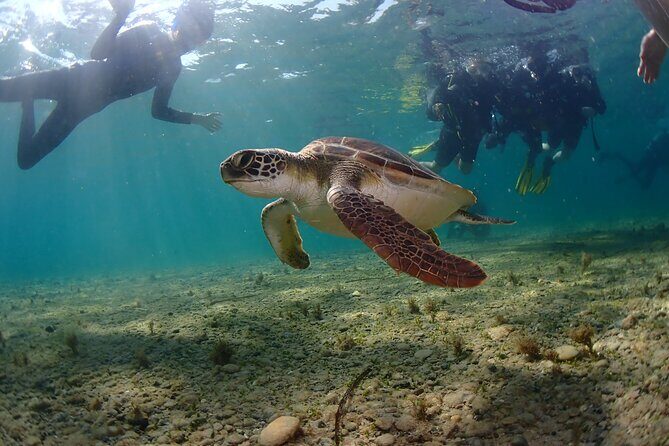 Half-Day Scuba Diving Tour - Discover Scuba Diving! - Final Thoughts