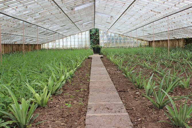 Half Day Sete Cidades (West side of the Island) - A Detailed Look at the Tour Experience  