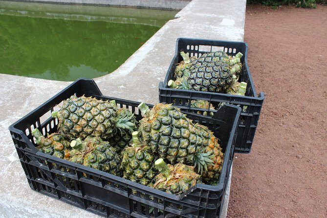 Half Day Sete Cidades (West side of the Island) - Why This Tour Works  