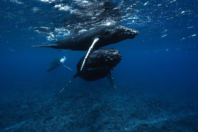 Half Day Small Group Whale Watching - A Deep Dive Into the Experience