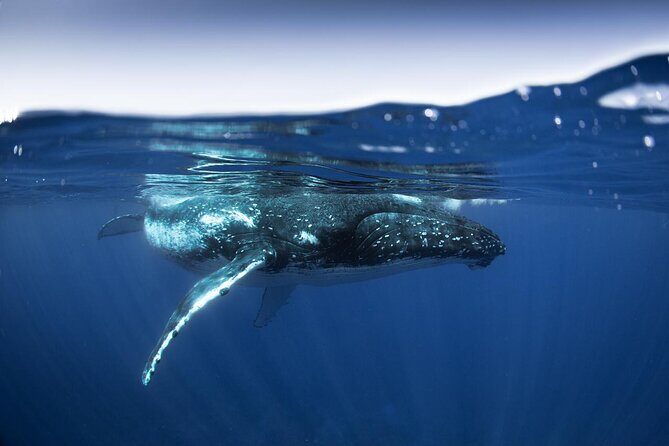 Half Day Small Group Whale Watching - Who Should Book This Tour?