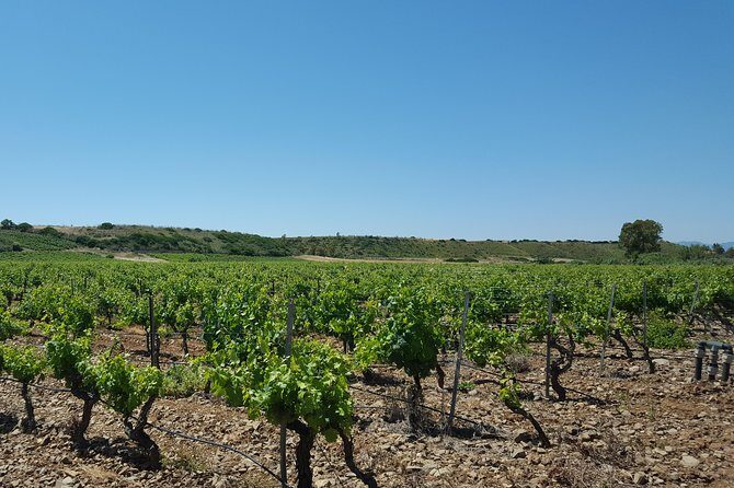 Half-Day Small-Group Wine Experience with Wine Expert from Cagliari - Final Thoughts: Who Should Book This Tour?