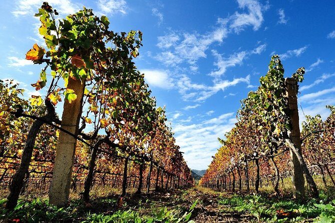 Half-Day Small-Group Wine Experience with Wine Expert from Cagliari - Final Words