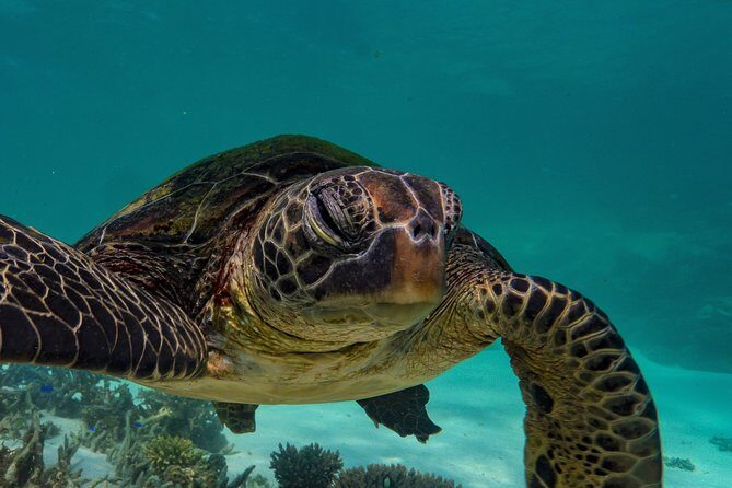 Half Day Snorkel 2.5hr Turtle Tour on the Ningaloo Reef, Exmouth - The Experience in Detail: What to Expect