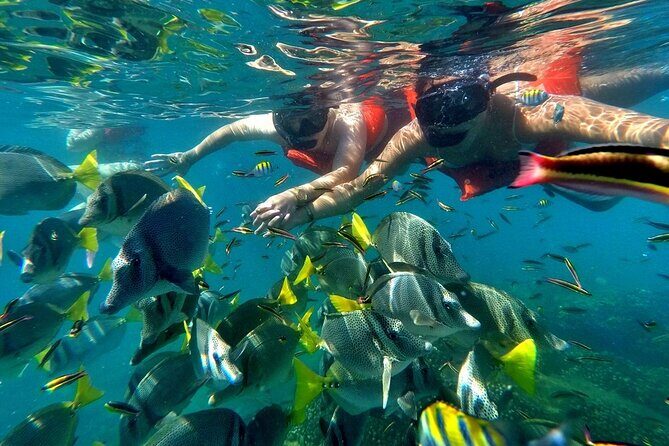 Half-Day Snorkel Experience and Party Catamaran in Los Cabos! + Round Trip - Introduction