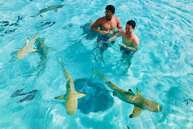 Half Day Snorkeling in Moorea - Key Points